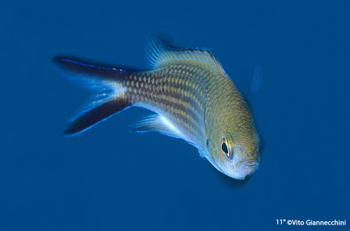 FIPSAS - Photogallery - Category: Photo Challenge FIPSAS 2020 | 1a ...