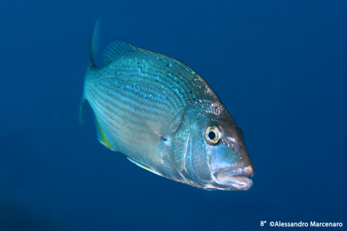 FIPSAS - Photogallery - Category: Photo Challenge FIPSAS 2020 | 1a ...